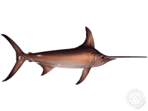 Miami Fish Species | Atlantic Ocean Offshore Catch Guide